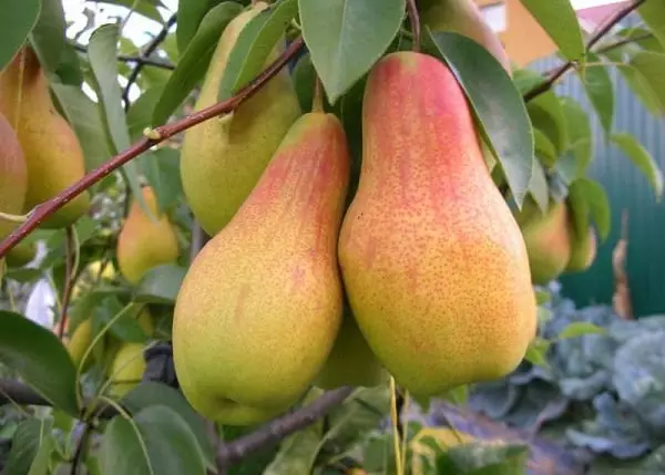 Botle ba Pear