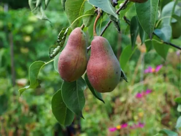Pear Talgar Beauty.