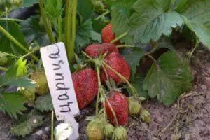 Beskrivelse og karakteristika for sorter af jordbær dronning, dyrkning og pleje