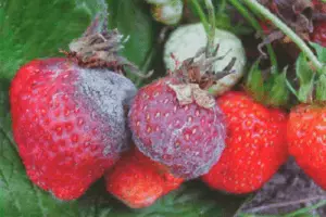 딸기의 질병과 해충의 원인, 치료 및 투쟁의 방법