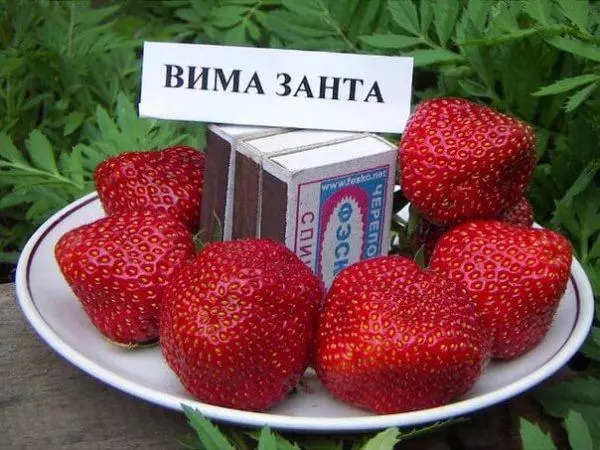 Strawberry Vanta Zanta