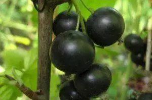 Descrición e características das variedades de groselha selechenskaya, cultivo e coidado