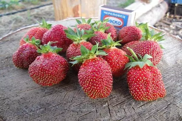 Strawberry Maryshka.
