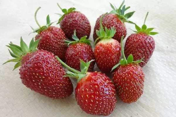 Garden Strawberry.