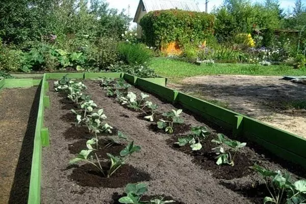 Jardí de jardí vegetal