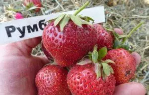 Danasîn û taybetmendiyên Strawberry Rumba Varieties, nexşeya lênêrîn û lênêrînê