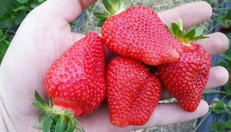 Strawberry Roxana