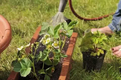 Aardbeien spuiten