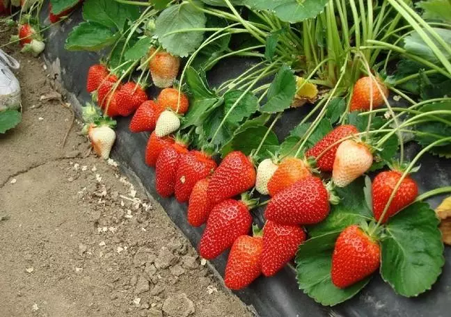 I-strawberry roxana