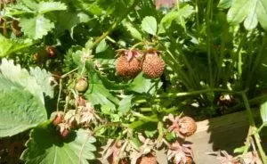 Redenen waarom aardbeienbessen niet blozen en drogen en wat te doen