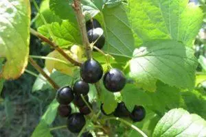 Description of wild currant (repise), where growing, growing and care