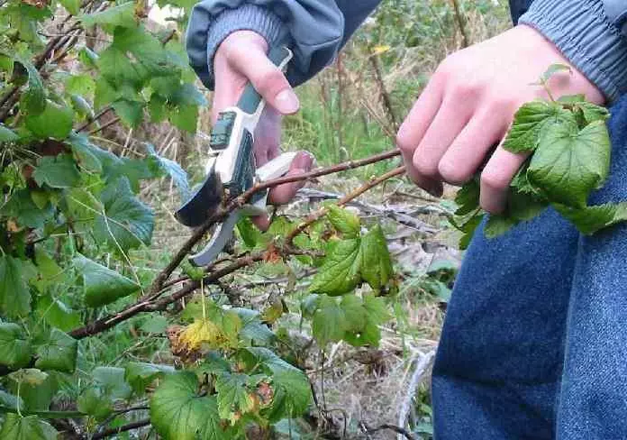 Currant trimming