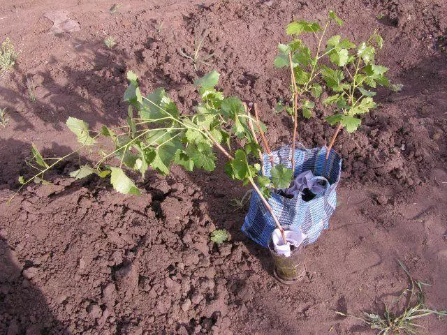 ল্যান্ডিং Currant.