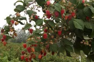 Famaritana ny karazany mena raspberry mena, karazan-javamaniry sy fanamboarana tsara indrindra