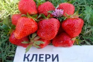 Ibisobanuro nibiranga strawberries Trarry amanota, guhinga no kwitabwaho