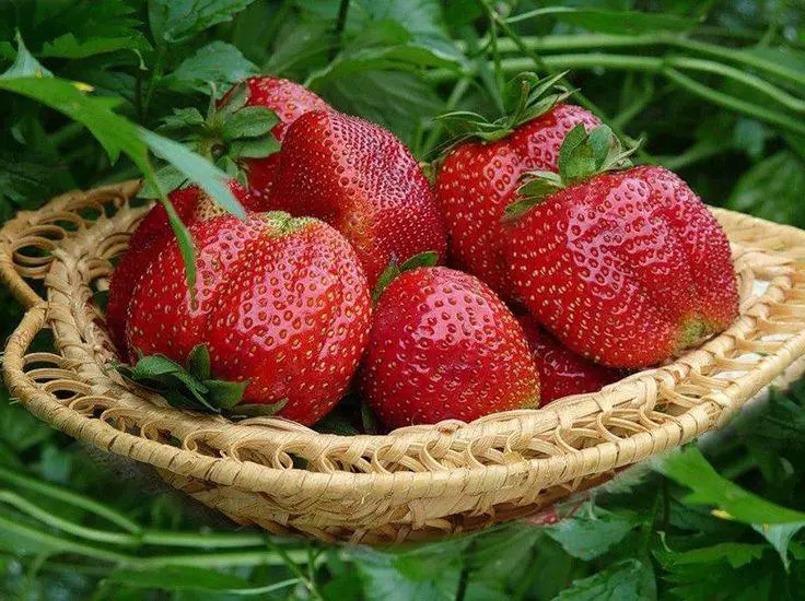 स्ट्रॉबेरी माशा