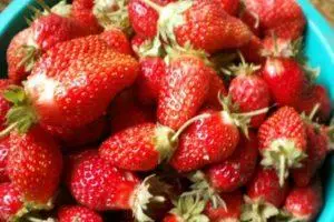 Description and characteristics of variety of strawberries Cinderella, landing and care