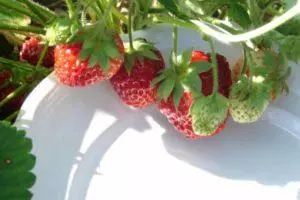 Descrición e sutilezas de crecemento Synfony Strawberry