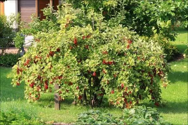 Fruit Bush.