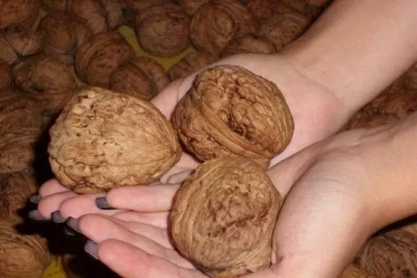 walnut giant.