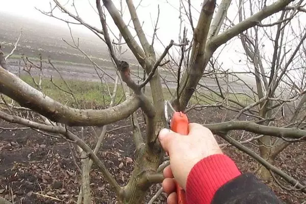 پیرایش یک درخت