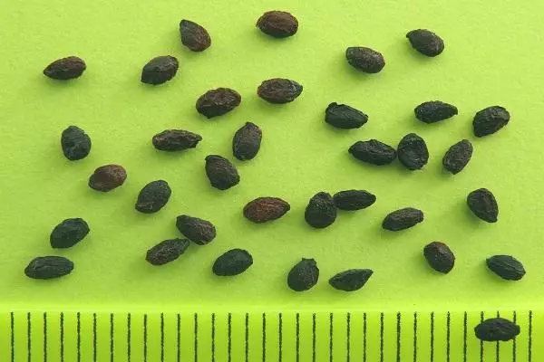 Gojberry seeds.