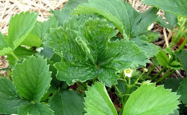 Les feuilles de fraise se tournent