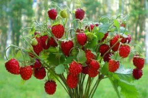 描述草莓品种男爵索伦赫赫，种子培养，着陆和护理