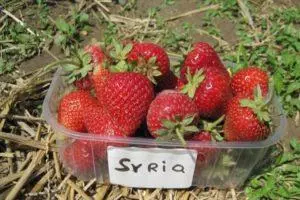 딸기 시리아, 재배 및 치료의 설명 및 특성