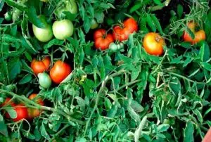 토마토 품종의 설명 및 특성. 돈 나무