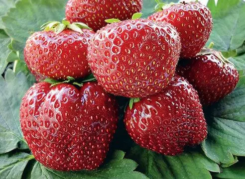 Strawberry Vim Tarda.