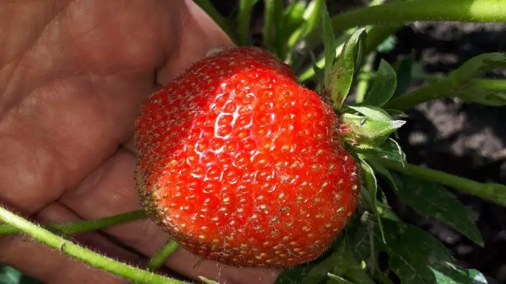 Strawberry Vim Tarda.