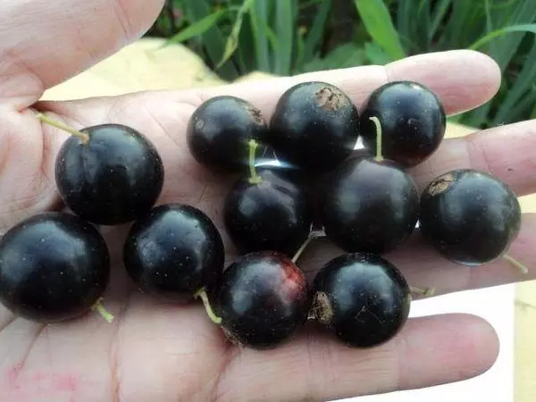 Berries misjur