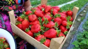 Beschreibung und Merkmale von Erdbeeren von Elizabeth-Sorten, Landung und Pflege