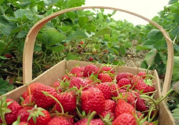 Basket mei aardbeien