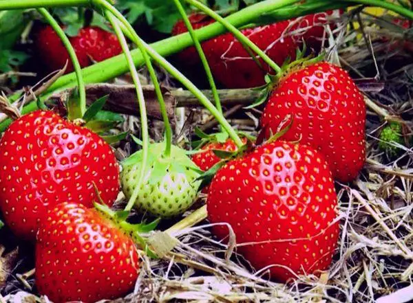 Mulching strawberries.