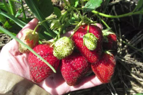 Strawberry ripe.