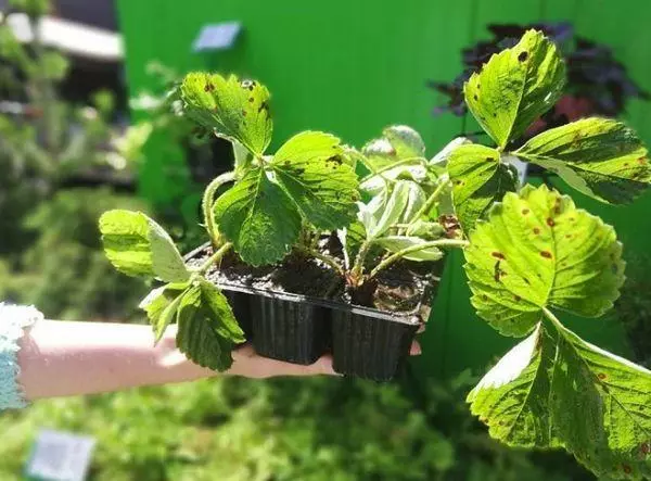 Jonge boompjes van aardbeien