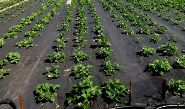 Loj hlob strawberries