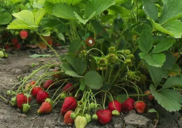 Strawberry Bush