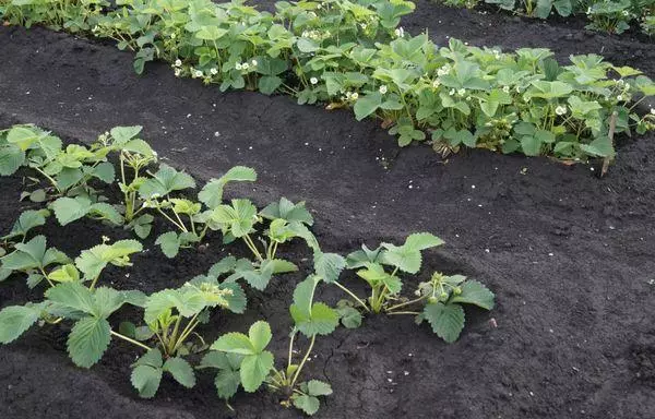 Fragola in giardino