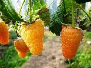 Penerangan mengenai Raspberry Variety yang boleh ditanggalkan Keajaiban Orange, Pendaratan dan Penjagaan