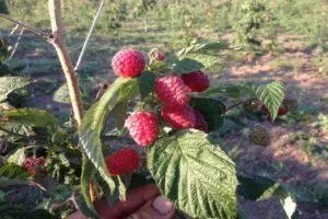 Raspberry kirjeldus ja omadused sorteerib patricia, maandumise, kasvatamise ja hoolduse