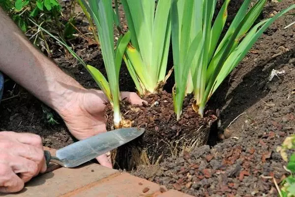 Making under root