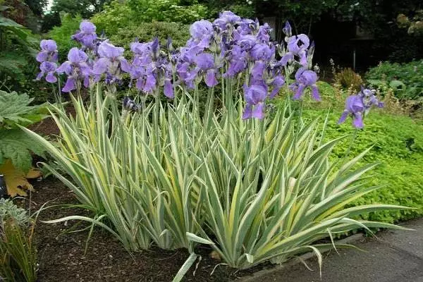 Blomstrende irisa