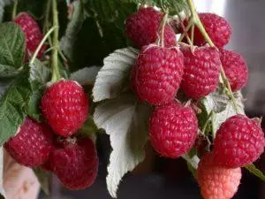 Inkcazo ye-roscubes yenqanaba le-raspberry, indawo yokufumana kunye nokukhathalela