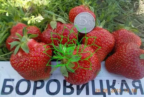 Căpșuni Borovitskaya.