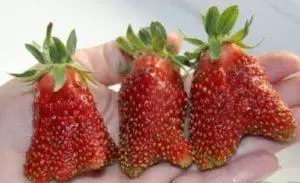 Descrierea și caracteristicile soiurilor de căpșuni mackeh, cultivare și îngrijire