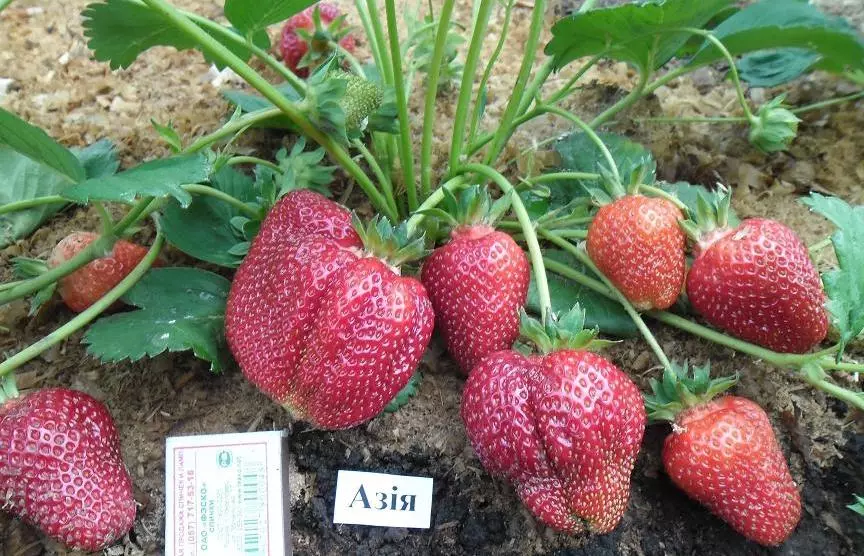 Strawberry Asia.