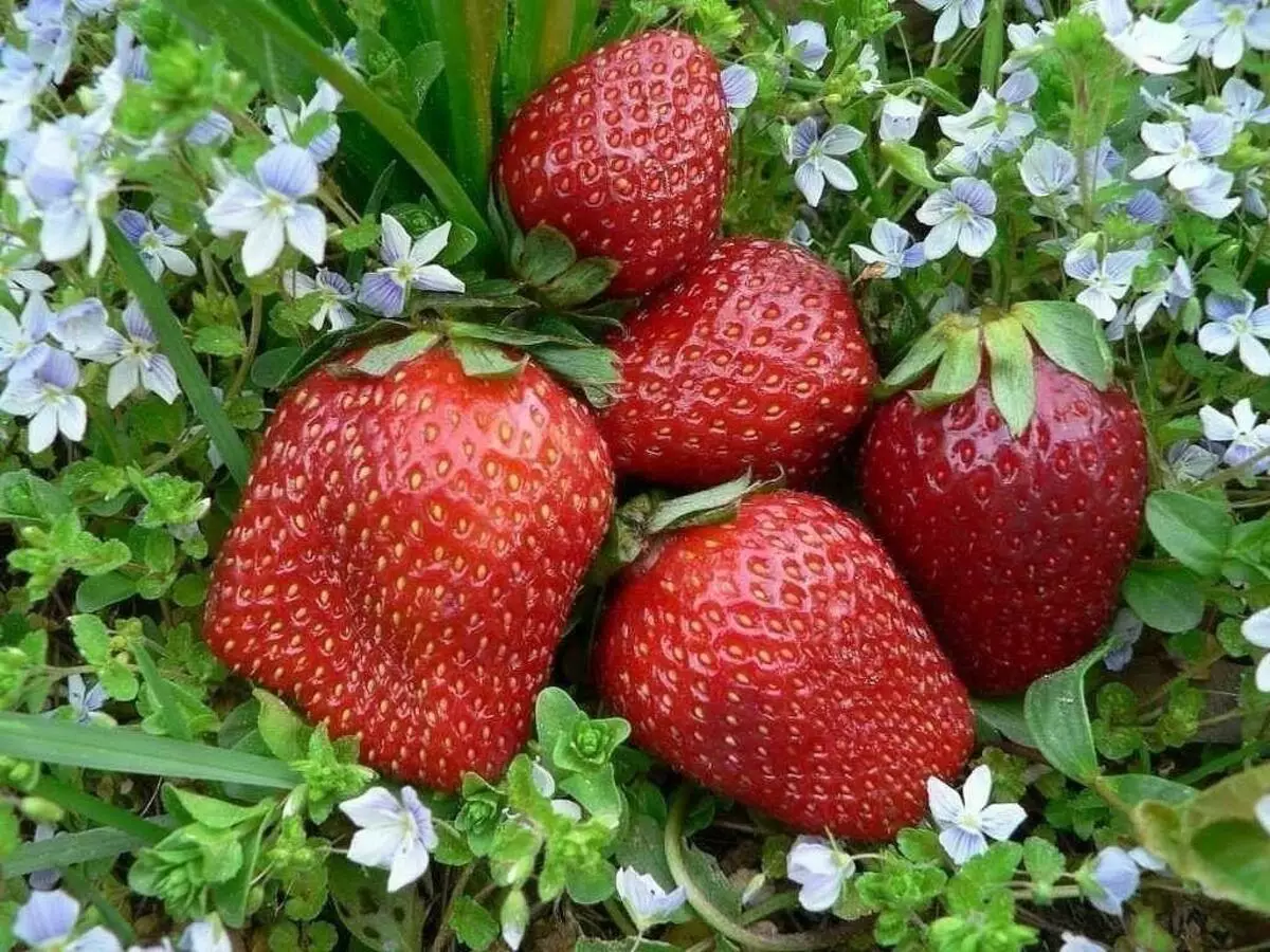 Erdbeerasien